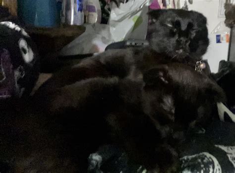 Heidi Finally Tried Catnip R Blackpussy