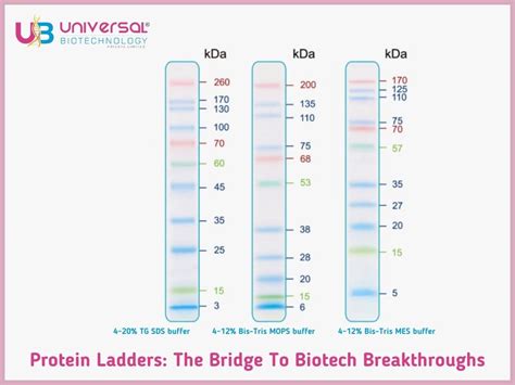 Protein Ladders The Bridge To Biotech Breakthroughs