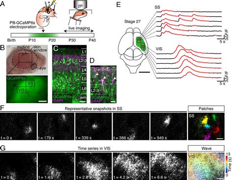 Cortical Activity Emerges In Region Specific Patterns During Early