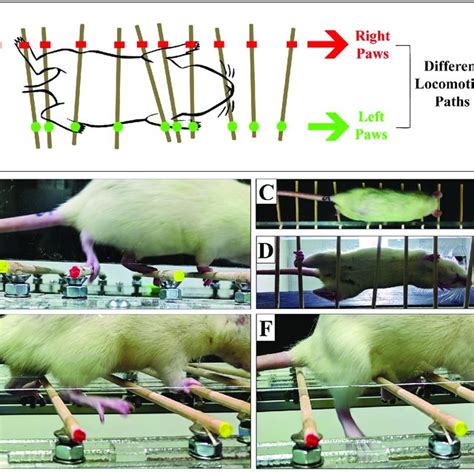 Rat Locomotion On Horizontal Ladder Walking Task A Illustrative Rat