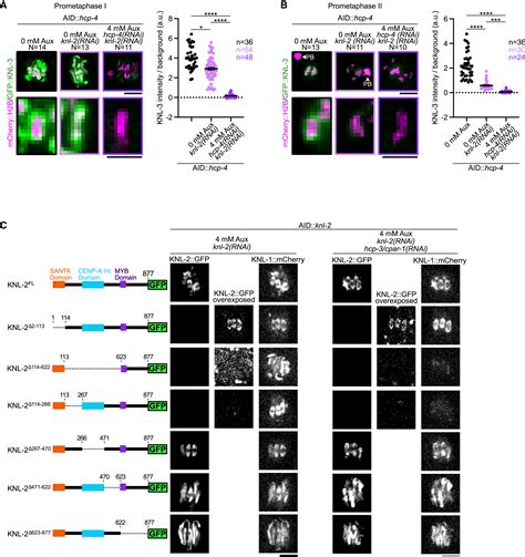 Regulation Of Outer Kinetochore Assembly During Meiosis I And Ii By Cenp A And Knl 2m18bp1 In C