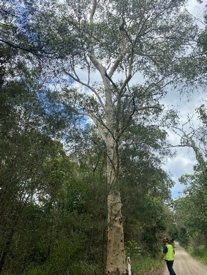 Water Pipeline Infrastructure Tree Assessment Biodiverse Environmental