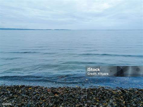 강은 안개 속에 있습니다 안개가 낀 동안 해안에서 강의 전망 물 위의 가을 풍경 가을 강 조개껍데기 강둑에 낙엽 슬픔에 대한 스톡 사진 및 기타 이미지 Istock