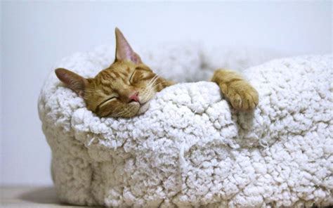 Documenting A Spring Rest Api Using Smart Doc