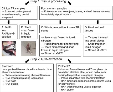 Workflow Of Tissue Processing For Rna Extraction Download Scientific Diagram