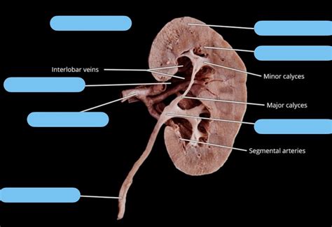 Lab Practical Bio 139 Diagram Quizlet