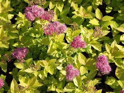 Японские спиреи (Spiraea Japonica): Голден Принцесс, Литл Принцесс ...