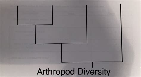 Lab Arthropod Diversity Diagram Quizlet