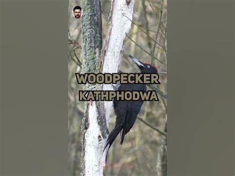 How Does A Woodpecker Protect Its Brain With Its Tongue Youtube