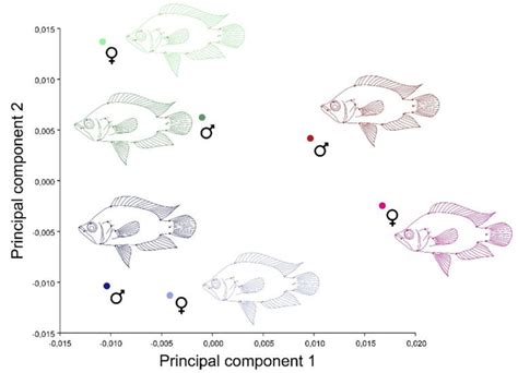 Sexual Dimorphism Ffreshwater Fish