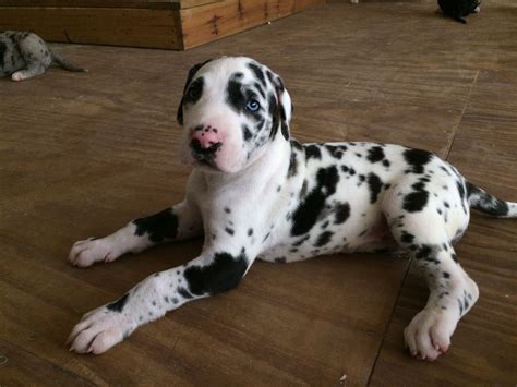 Great Dane Newborn Puppies