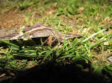 Ascalapha Odorata Facts Diet Habitat And Pictures On Animaliabio