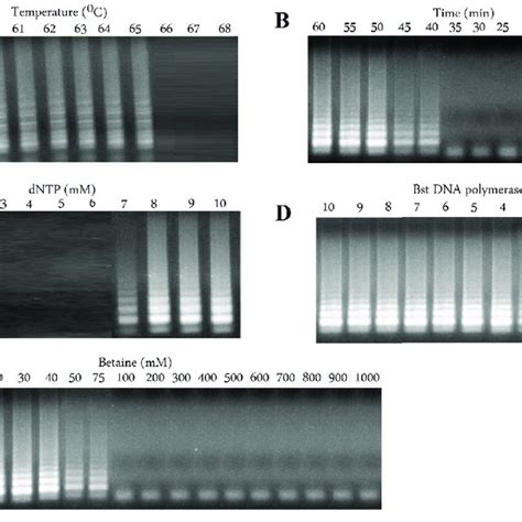 Results Of Optimization Of Rt Lamp Reaction Effects Of Temperature