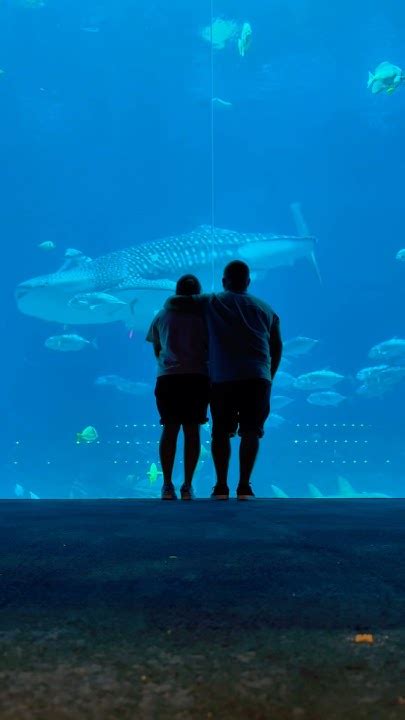 საოცარი წყალქვეშა სამყარო 🩵 Youtube