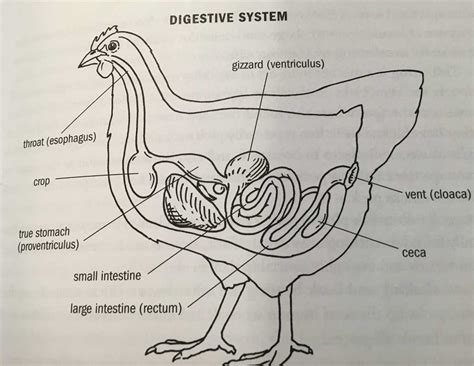 Illustration Of Chickens Digestive System