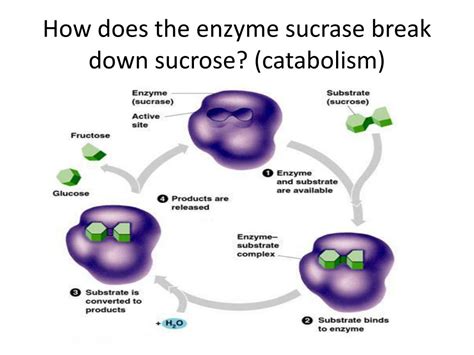 Ppt Enzymes Powerpoint Presentation Free Download Id 6697042