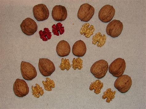 California Walnut Varieties True California