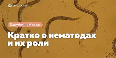 Кратко о нематодах и их роли