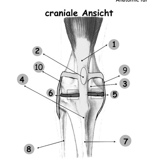 Schaubild „articulatio Femorotibialis Einfaches Schaubild“ Quizlet