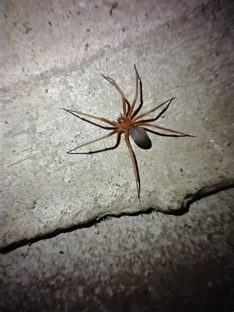 Araña Violinista De Yucatán Loxosceles Yucatana Picture Insect