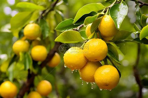 种植的果树高清图片下载 正版图片600875023 摄图网