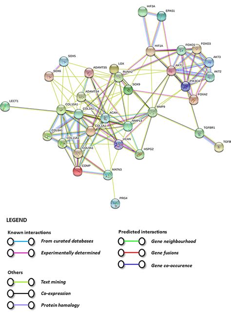String Database Analysis Based Upon Genes And Proteins Under The Download Scientific Diagram