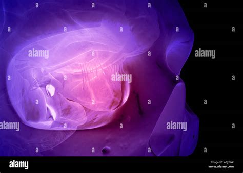 The Frontal Cortex Stock Photo Alamy