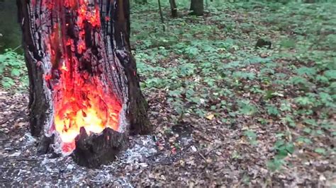 молния попала в дерево Youtube