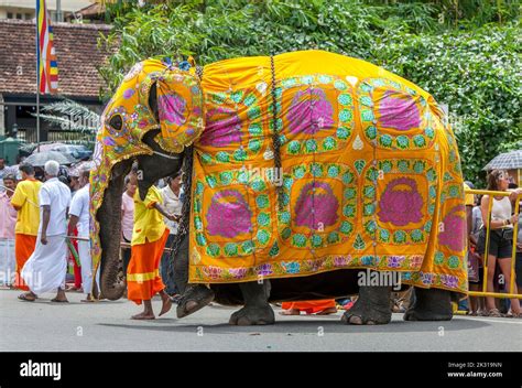 A Ceremonial Elephant Is Lead To The Starting Point Of The Day Perahera