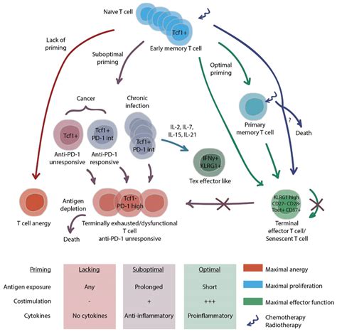 the landscape and evolution of t cell dysfunction depending on the