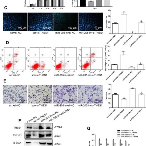 Mir 205 Inhibitor Can Restore The Effect Of Si Thbs1 Overexpression On Download Scientific