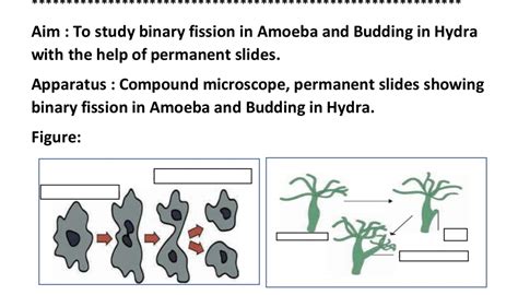 Aim To Study Binary Fission In Amoeba And Budding In Hydra With The Hel