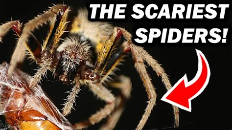 Scariest Looking Spider