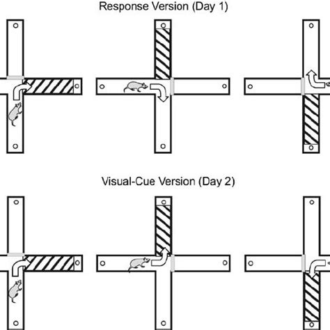 Example Of The Attentional Set Shifting Task Used In Experiment 1 The Download Scientific