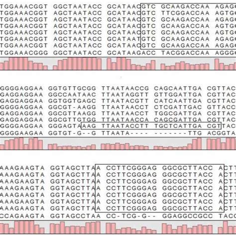 Nucleotide Alignment And Information From The 16s Rrna Gene Of Total Download Scientific