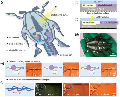 A Schematic Illustration Of The Structure Of The Rove Beetle‐inspired Download Scientific