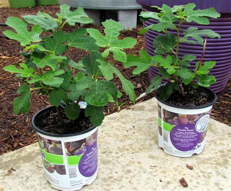 267 Best Images About Fig Trees On Pinterest Gardens Trees And Greenhouses