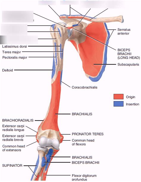 Subclavius Origin And Insertion Diagram Of Upper Arm Origins And