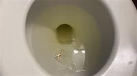 Toilet Fetish Teenie Swims In Giantess Giant Toilet Full Of Pee