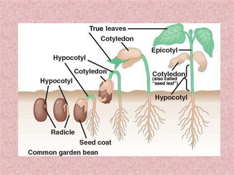 Seed And Different Methods Of Sowing Ppt