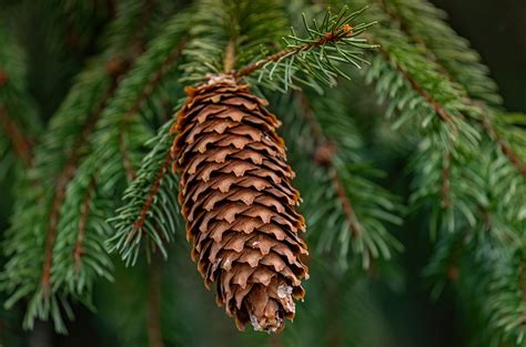 소나무 솔방울 나무 Pixabay의 무료 사진