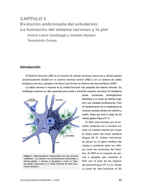 2020 Capítulo 3 Desarrollo Del Ectodermo 1 Pdf Sistema Nervioso Sistema Nervioso Central