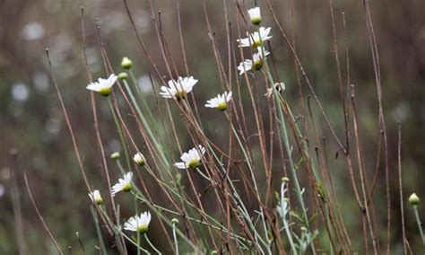 What Is Pyrethroid Insecticide