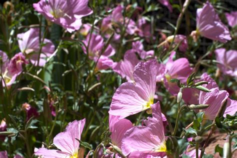 Безплатна снимка : цвят, цвете, венчелистче, ботаника, флора, диви ...
