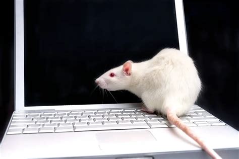 Allakore Rat Malware Che Attacca Aziende Messicane