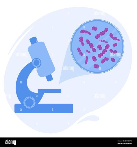 Streptococcus Pneumoniae Bacteria Cell Diagram Stock Vector Image And Art Alamy