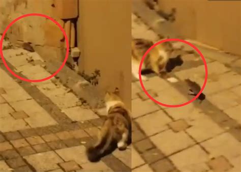 Trending Twitter Video Mouse Scares Away Cat After Fighting Back