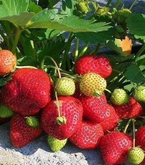 Клубника Королева Елизавета II купить с доставкой, 3.50руб.