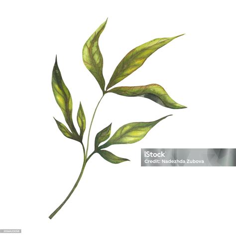 흰 배경에 고립된 잎을 가진 모란 녹색 분지 손으로 그린 수채화 식물 그림 와 식물 와 잎 와 인사말 카드 또는 청첩장 식물 다채로운 그림입니다 아쿠아렐 스케치 0명에 대한