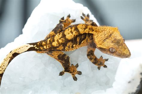 High Contrast Harlequin Crested Gecko For Sale Fringemorphs
